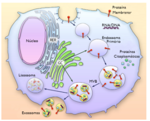 Exossomos: Guia completo para Dermatologia Estética