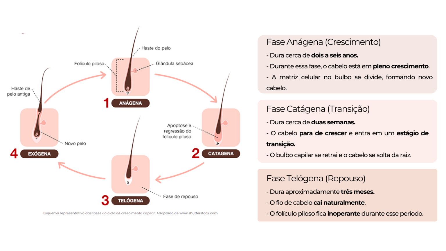 Folículo Piloso: Estrutura, Funções e Importância na Tricologia