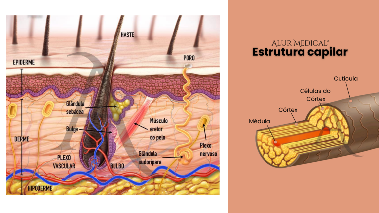 Folículo Piloso: Estrutura, Funções e Importância na Tricologia